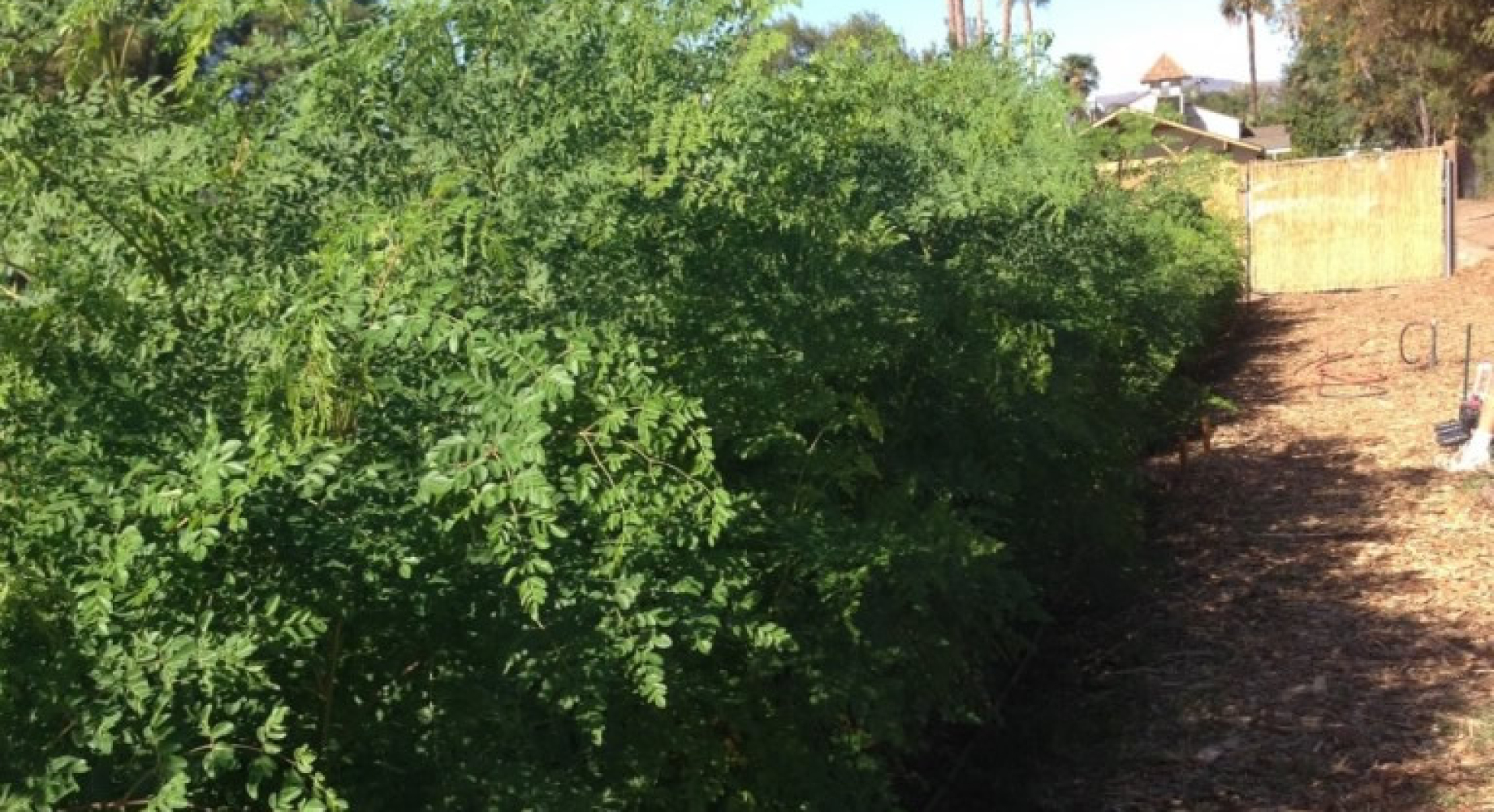 Fresh Moringa – Moringa Farms